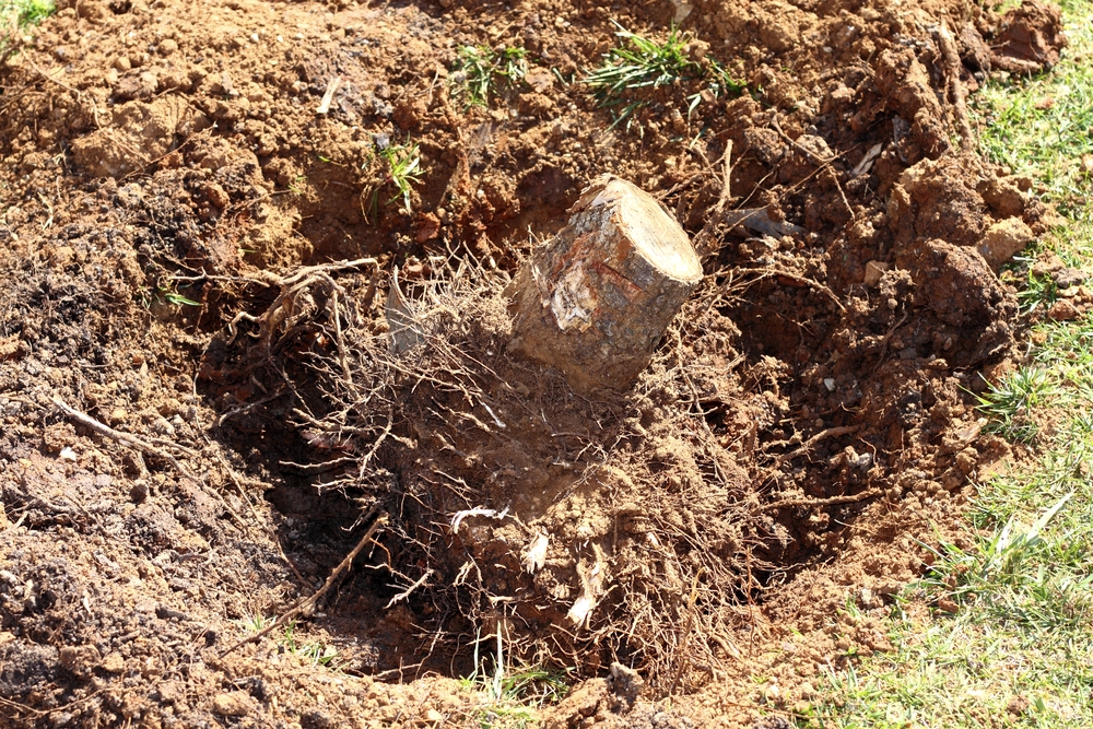 The Latest Techniques in Tree Cutting and Removal - Charley's Tree Service